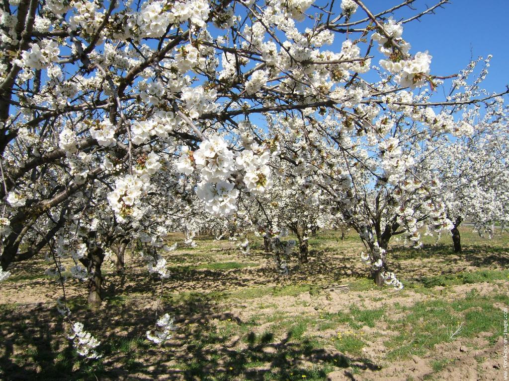 le printemps at et si?