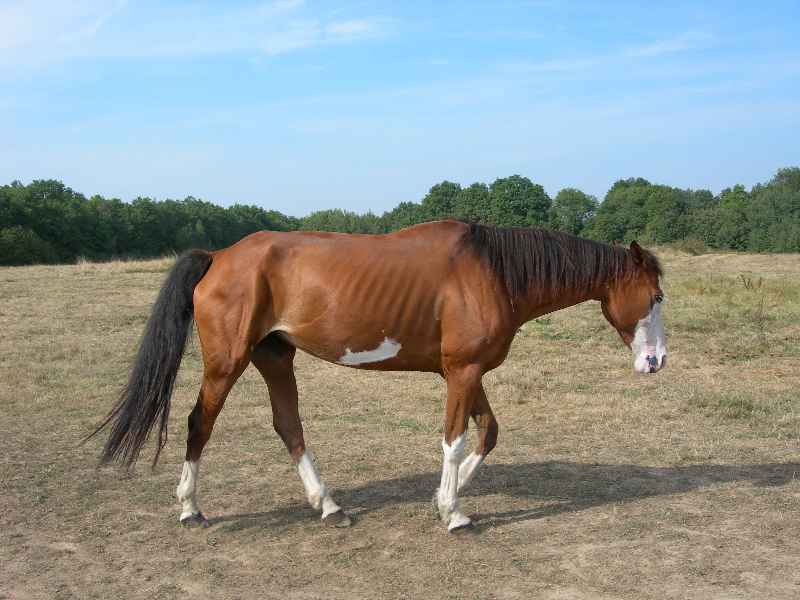 La silhouette du vieux cheval