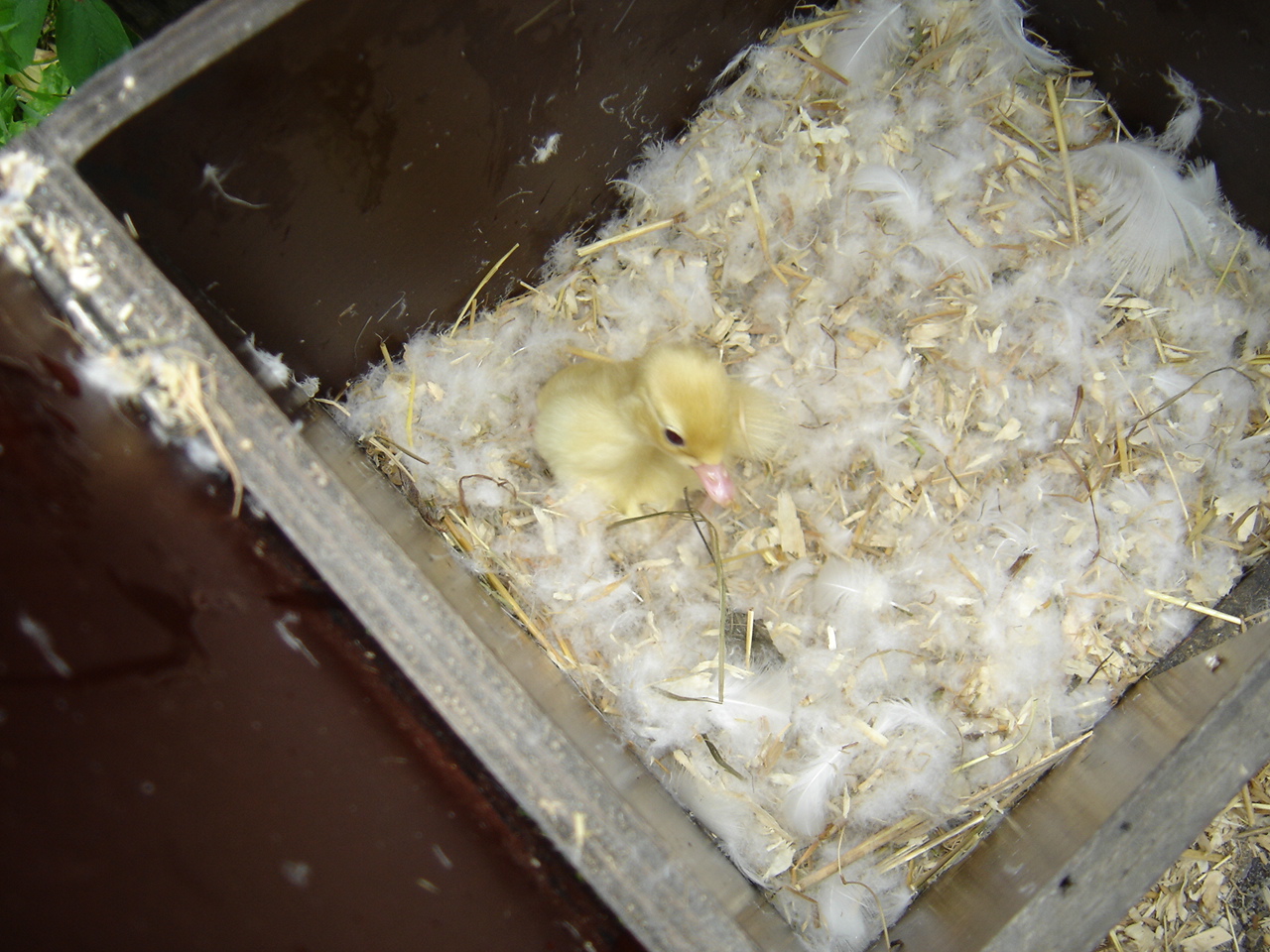 bébé mandarin blanc