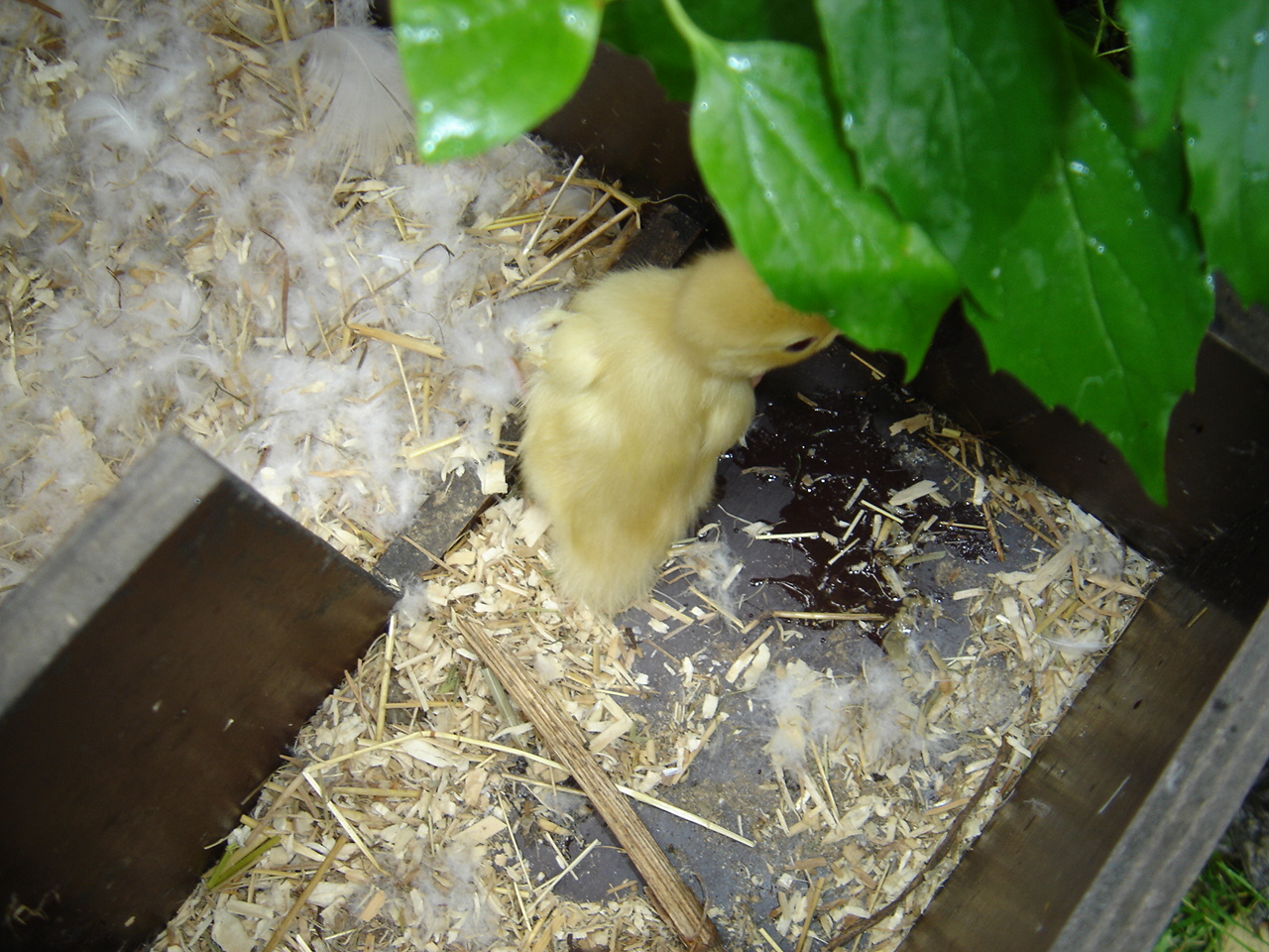 bébé mandarin blanc