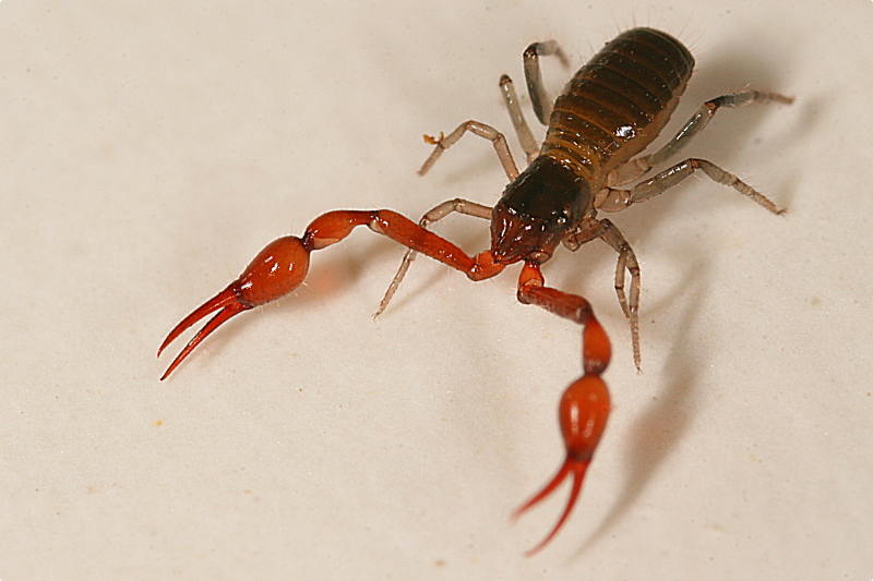 Micro scorpion