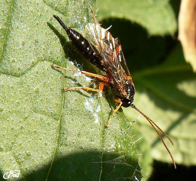 [Apechthis compunctor] Xeris Spectrum ???? - Le Monde des insectes