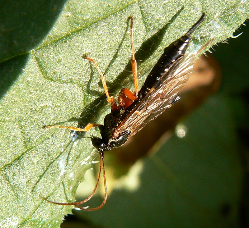 [Apechthis compunctor] Xeris Spectrum ???? - Le Monde des insectes