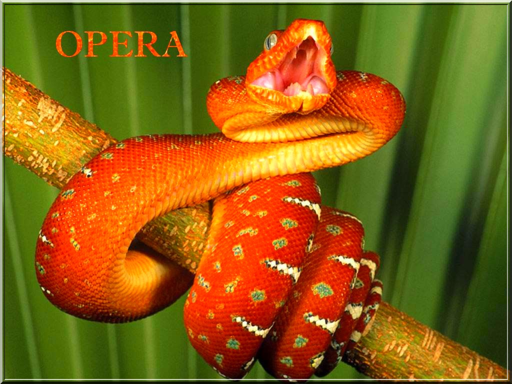 Photo serpent rouge wallpaper de l'album enjoy wallpaper