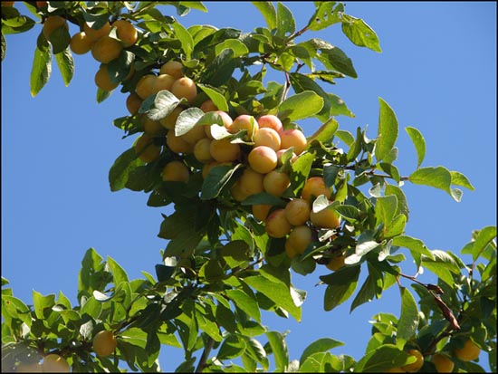 La récolte des mirabelles de Lorraine