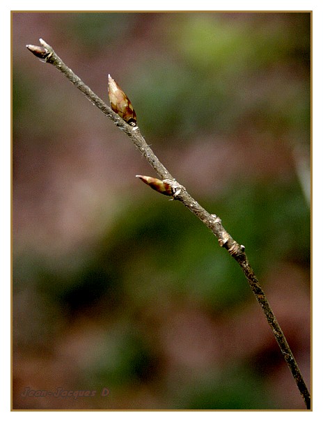 Bourgeon de Charme - L'Avesnois en Photos