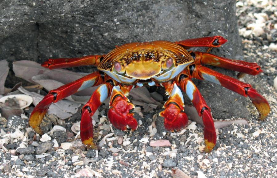 Yengeç Resimleri - Sayfa 3